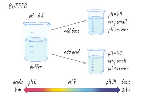 BioDictionary Graphics Descriptions Of Biological Terms