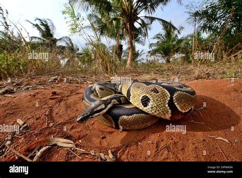 Royal Python Python Regius Curled Up Into A Ball Togo Controlled