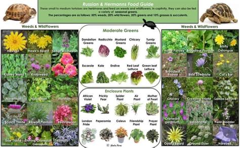Easy Guide You Can Save For Food Rhermanntortoise