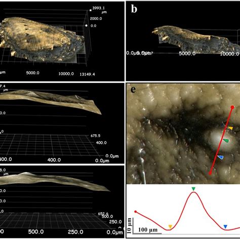 3d Structure Of The Pupal Wing Surface Of J Orithya A A Whole Pupal Download Scientific