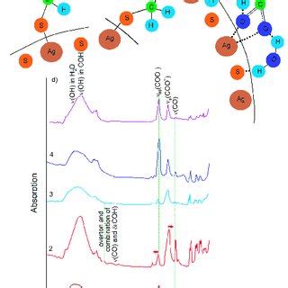 Scheme Of Interactions Processes Between TGA Molecules And Ag S QD Download Scientific
