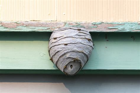 Hornet Vs Wasp Nest The Differences Between Wasps And Hornets