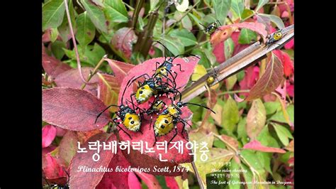 노랑배허리노린재 약충 Plinachtus bicoloripes Scott 1874 YouTube