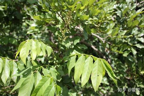 常见靛蓝植物简介 知乎