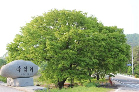 북암리 느티나무 오마이포토