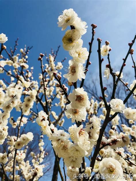 日本的梅花俏也不爭春只等春來報各色梅花競相綻放 每日頭條