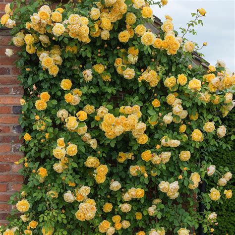 Graham Thomas Ausmas English Climbing Rose David Austin Roses