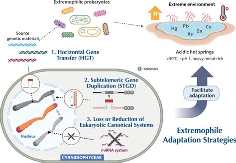 Schematic Model Of The Adaptation To Extremophilic Lifestyles In