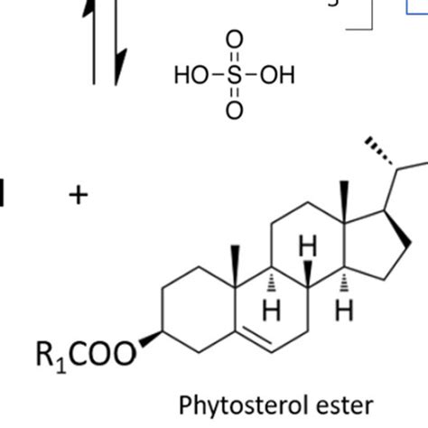Scheme Of Phytosterol Esters Synthesis Download Scientific Diagram