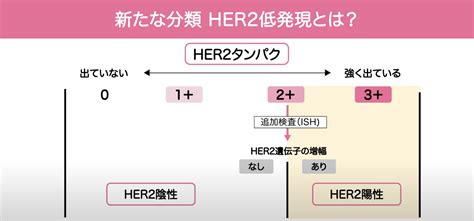 新たな分類HER2 Low登場トラスツズマブデルクステカンのHER2低発現への適応拡大進行再発乳がんの治療に新たな選択肢乳がん大