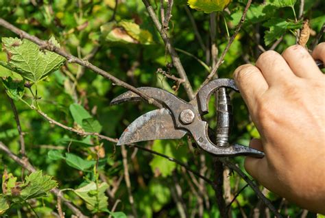 Top Pruning Practices How To Effectively Control Diseases In Your Garden