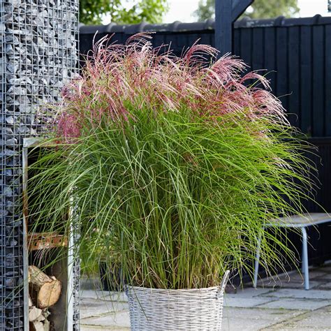 Miscanthus Sinensis Red Cloud Portfolio Maiden Grass Siteone