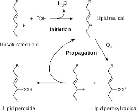 2 Lipid Peroxidation Process As Adapted From Wikipedia Download