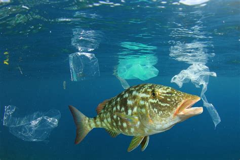 Microplastics In The Ocean Everything You Need To Know American Oceans