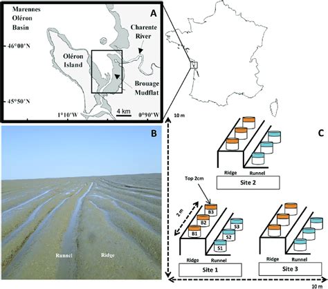 Sediment Sampling Of Ridges And Runnels On The Brouage Mudflat A Map Download Scientific