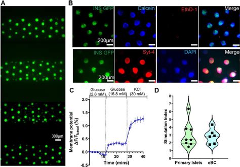 Culture And Characterization Of Functional Ebcs In Mps A Multiplexed