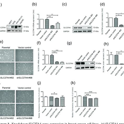 Silencing Slc27a4 Gene Expression Affected Cell Cycle In Hs578t Cell Download Scientific