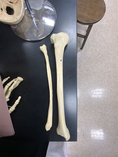 Lab Midterm Tibia And Fibula Diagram Quizlet