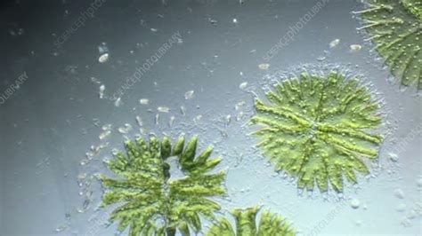 Pond Algae Under Microscope Fresh Pond Water Plankton Algae Microscope
