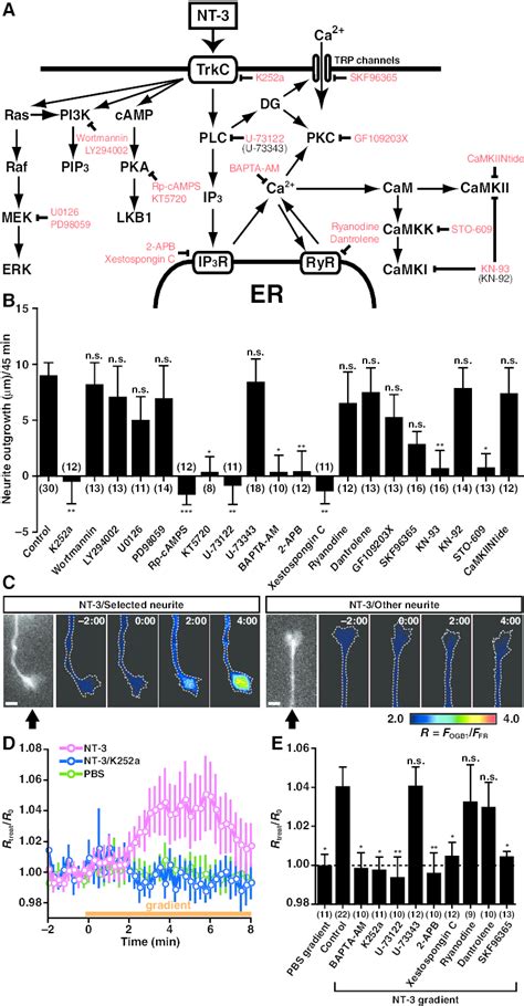The Plc Ip 3 Ca 2 Signaling Pathway Is Required For Nt 3 Induced Download Scientific Diagram