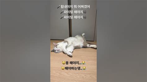 고양이 파이팅 해야지 근데 졸려발끝이포인트 고양이 냥이 웃긴고양이 Youtube