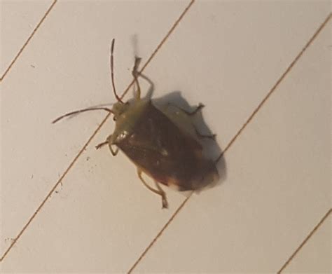 Shield Bug Pest Control Canada