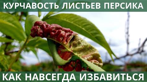 Как избавиться от курчавости персика + СХЕМА ОБРАБОТОК!!! - YouTube
