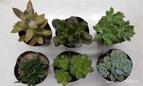 우리집 녹색 액자는 살아있다 다육식물로 액자 만들기