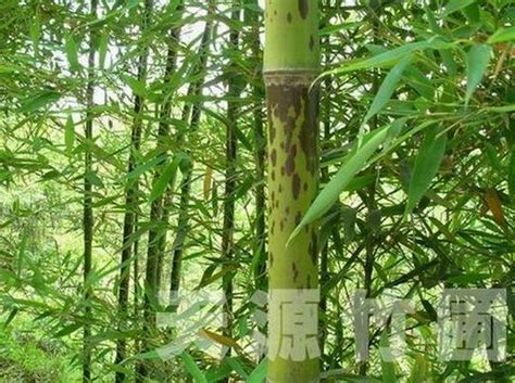 湘妃竹介绍湘妃竹别名湘妃竹产地特征生长习性用途价值 365园林网