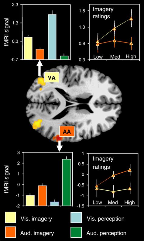 Modality Specific Imagery Activity In Visual Va And Auditory Aa Download Scientific Diagram