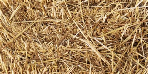 Hay Vs Straw Differences Between The Two Explained