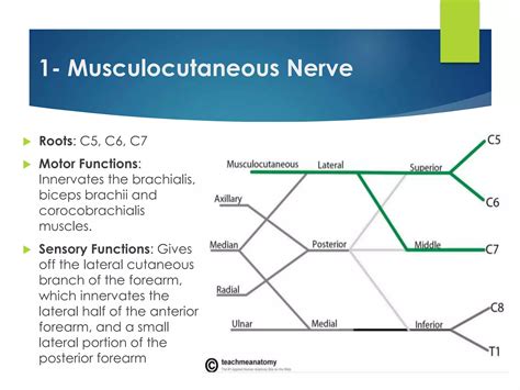 Brachial Plexus Anatomy Pptx