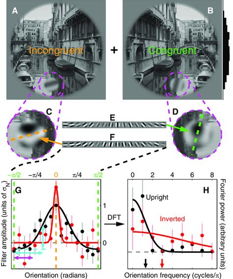 orientation tuning is altered by image inversion congruent and download scientific diagram