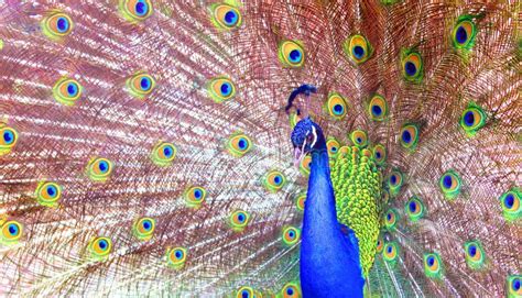 Beautiful Indian Peacock With Red Feathers Stock Image Image Of