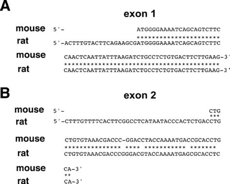 Alternative Leader Exon Usage In Mouse Igf I Mrna Variants Class 1 And Class 2 Igf I Mrnas