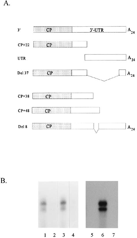 Mapping The Host Protein Binding Site On Pvx 3 Rna A A Schematic Download Scientific Diagram