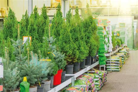 What S The Best Time To Plant Cypress Trees