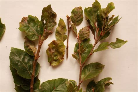 Phytophthora Cactorum Phytophthora Root Rot