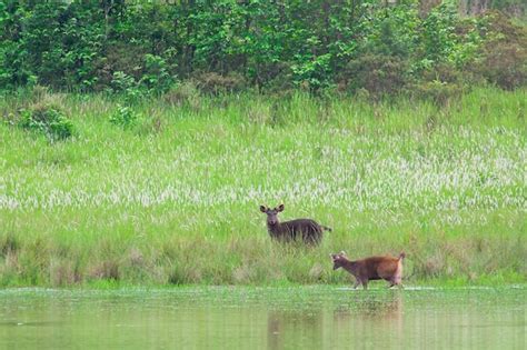 Deer In The Lake Premium Photo