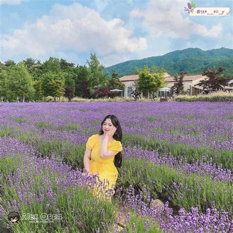 Alex Oppa ฮานีราเวนเดอร์ฟาร์ม 하늬라벤더팜 Hani Lavender