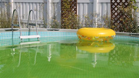 Algae In Your Swimming Pool Algae Pool Maintenance And More Great