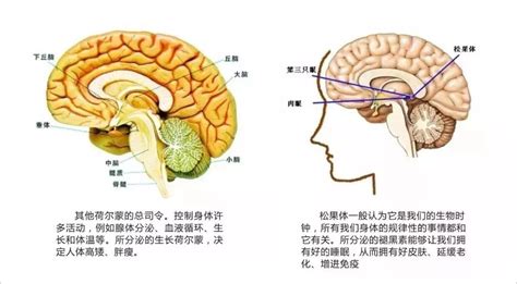 荷尔蒙 荷尔蒙图片介绍 行走的荷尔蒙 大山谷图库