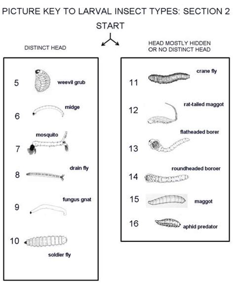 Larvae Identification Chart