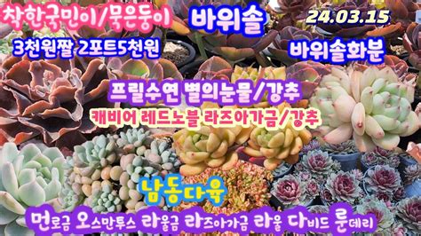 남동다육3착한국민이 묵둥이 바위솔 바위솔화분다양하게 준비했습니다캐비어프릴수연라울금골드코인다비드라울7천