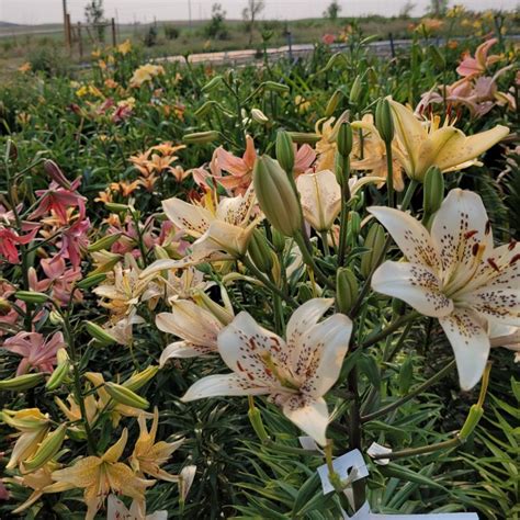 Mixed Lily Bulbs Colour Mix 3 Bulbs Lilyfield Farm