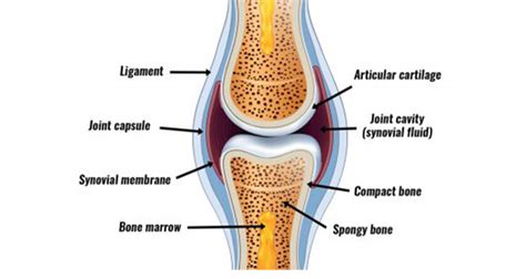 Synovial Joint Structure Diagram Practical 2 Joints And Syn