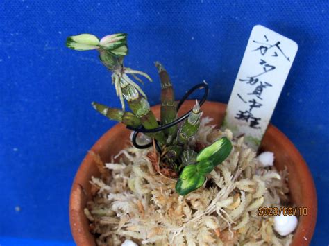 癖が強すぎて栽培が難しい於多賀中斑を植え替えました ranja ponpoko 47のブログ