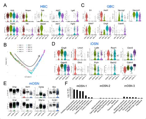 Figure 4 From The Role Of The Nmd Factor Upf3b In Olfactory Sensory Neurons Semantic Scholar
