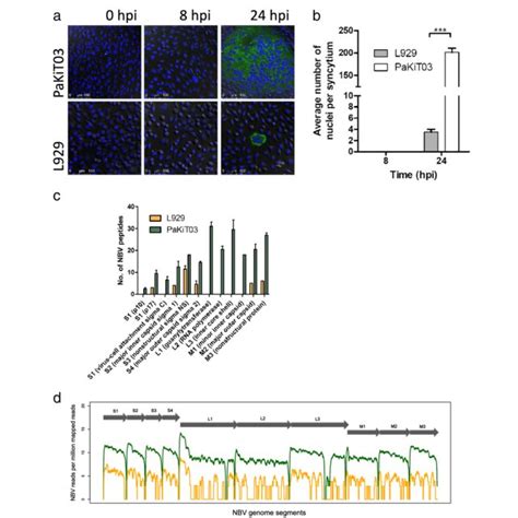Reactome Pathway Analysis Of Up Regulated Genes The Most Significantly
