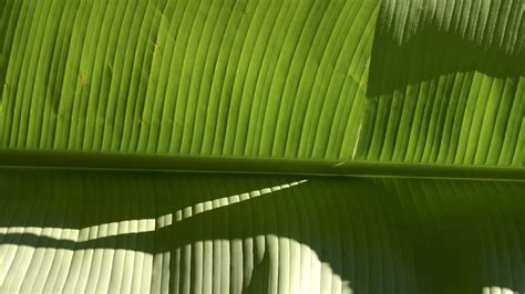 열대 식물 녹색 잎 배경 화면 1920x1080 배경 화면 다운로드